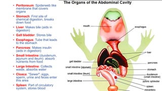 Frog anatomy & physiology.pptx