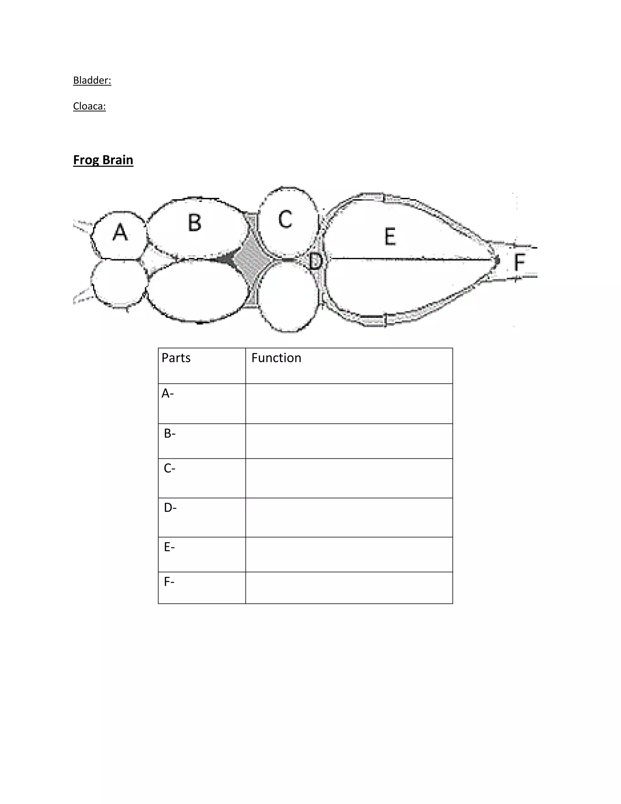 Frog anatomypractice | DOCX