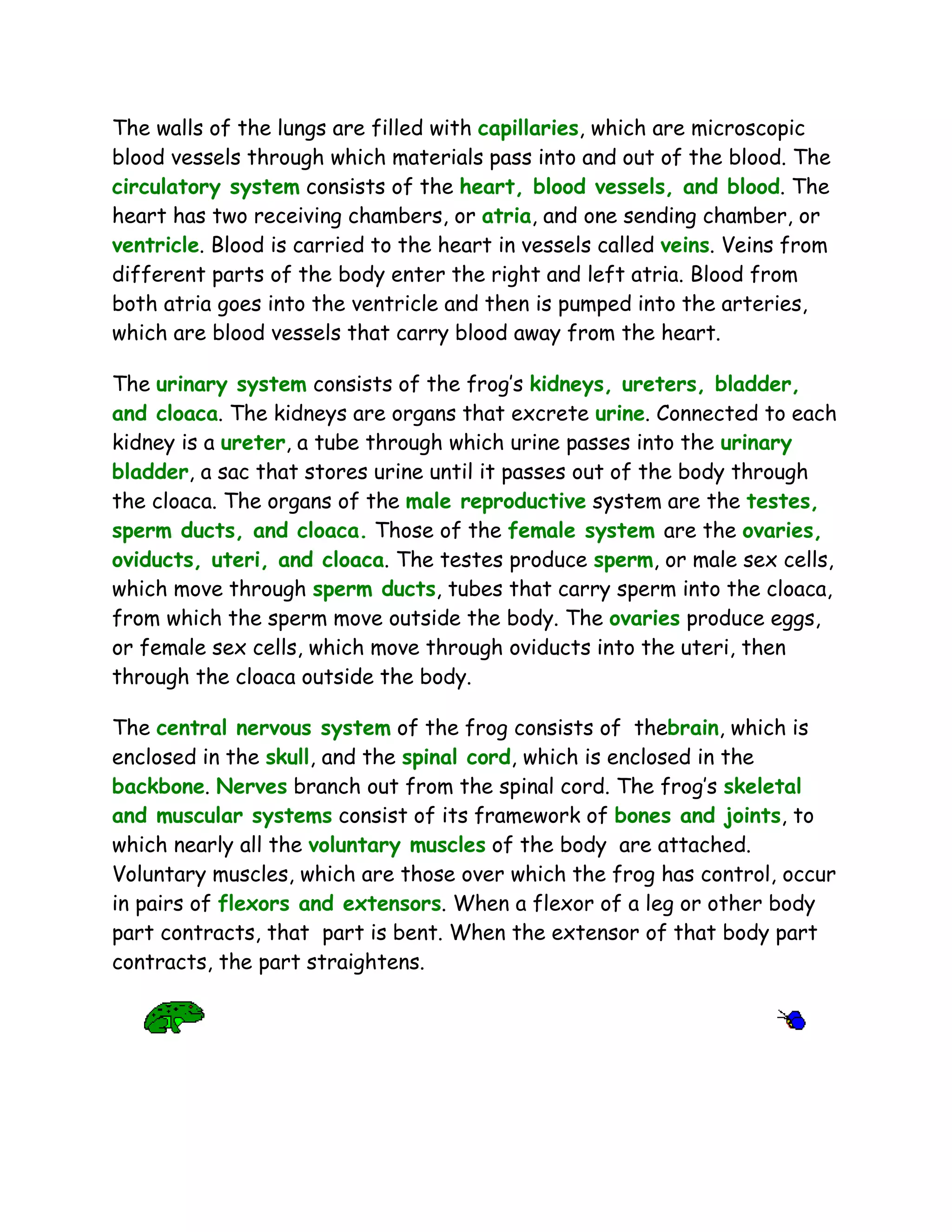 Frog and taod dissection | DOCX