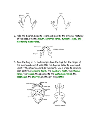 Frog and taod dissection | DOCX