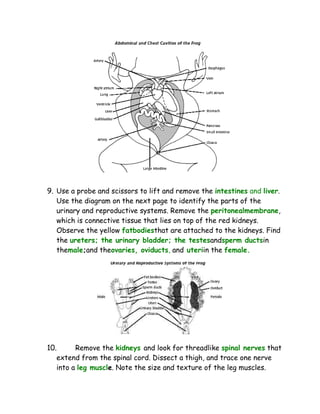 Frog and taod dissection | DOCX