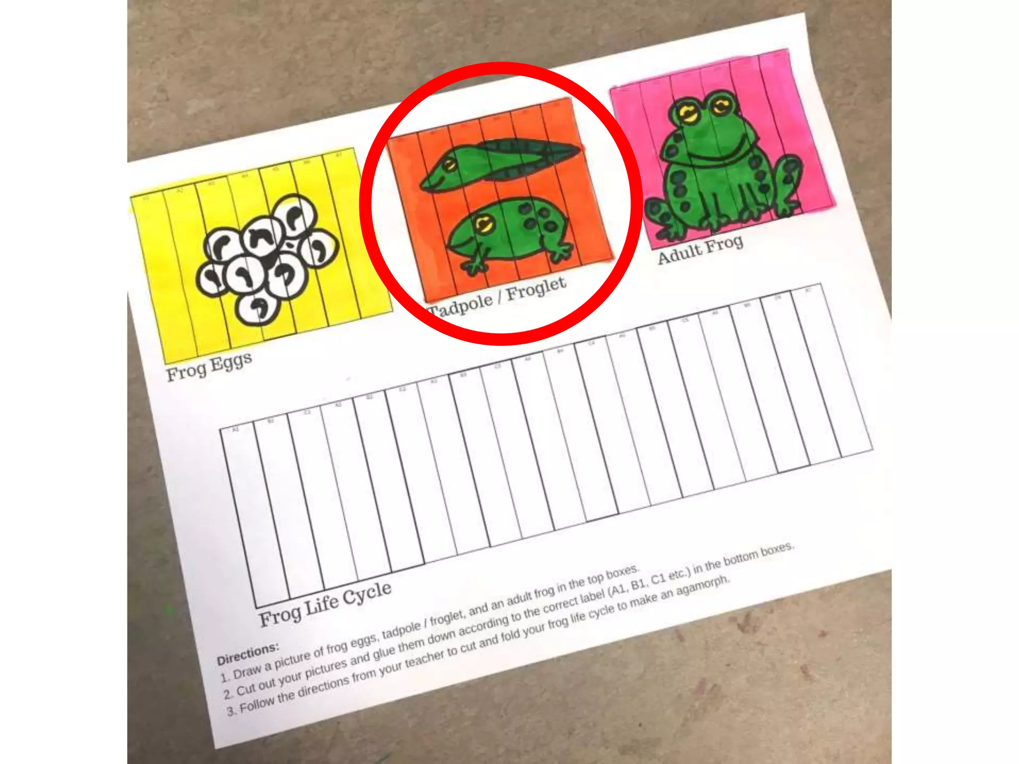 Frog and toad agamorph ppt | PPT