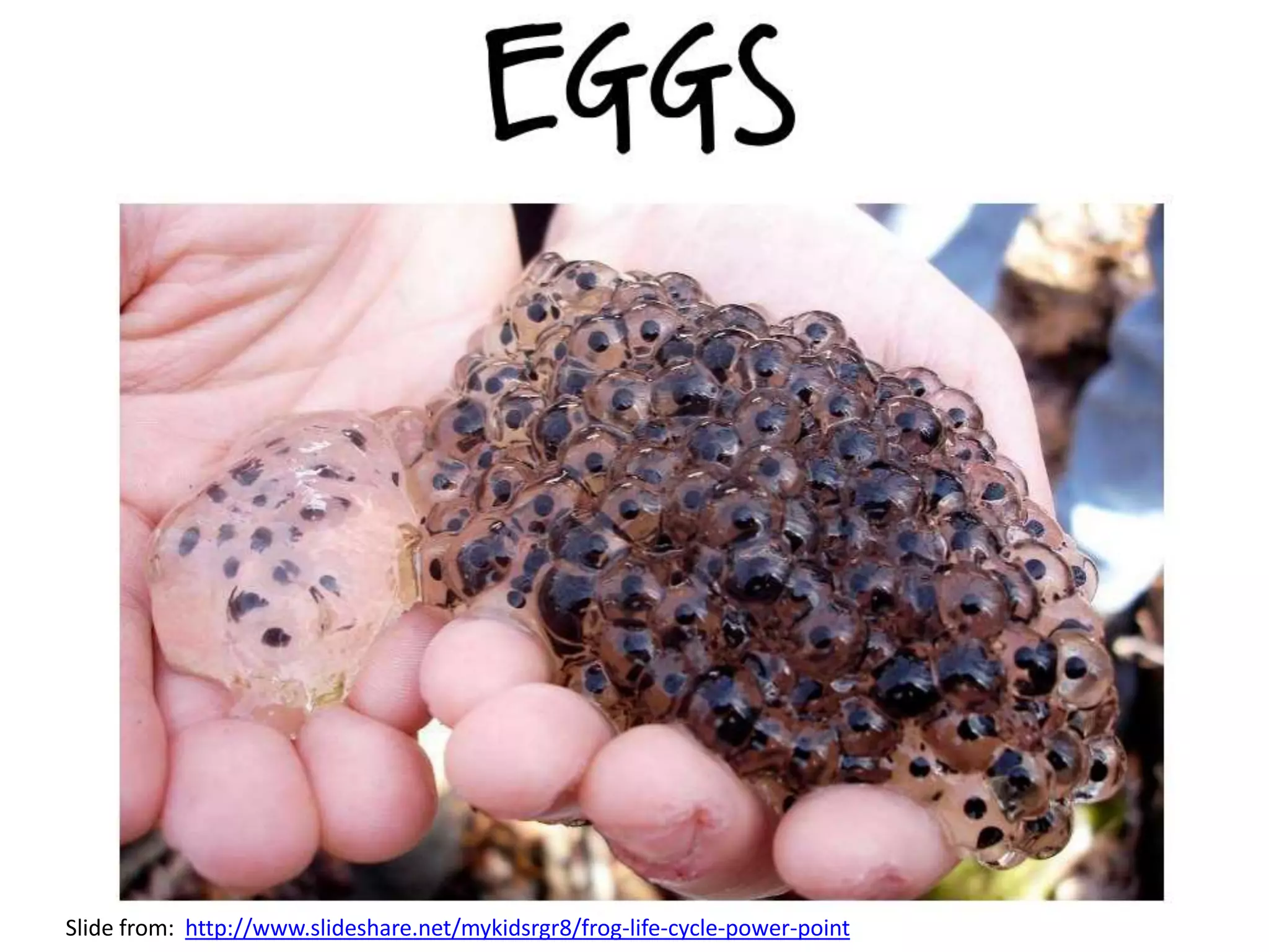 Frog and toad agamorph ppt | PPT