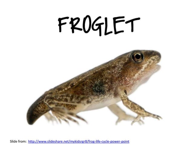 Frog and toad agamorph ppt | PPT