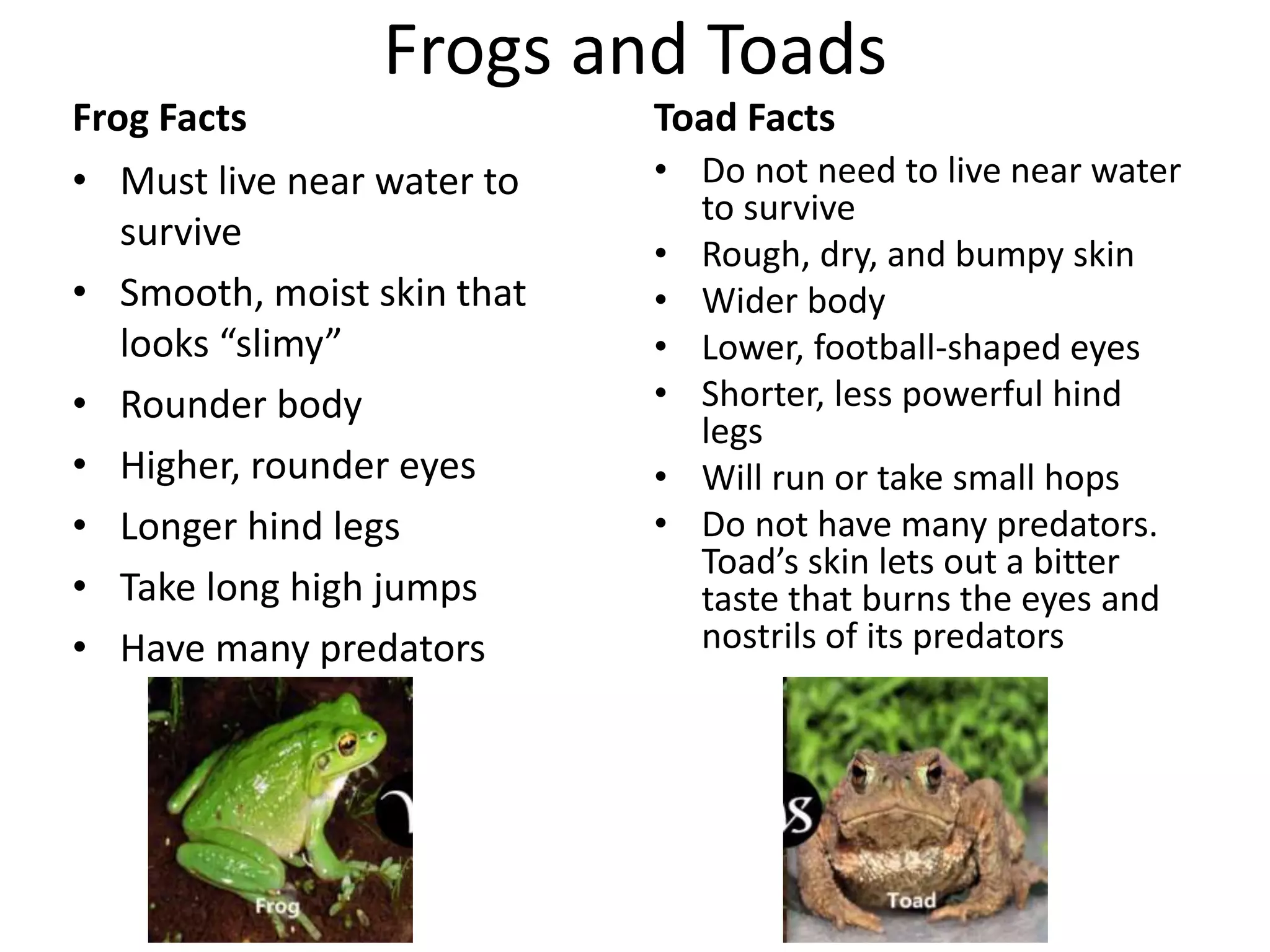 Frog and toad puppets | PPT