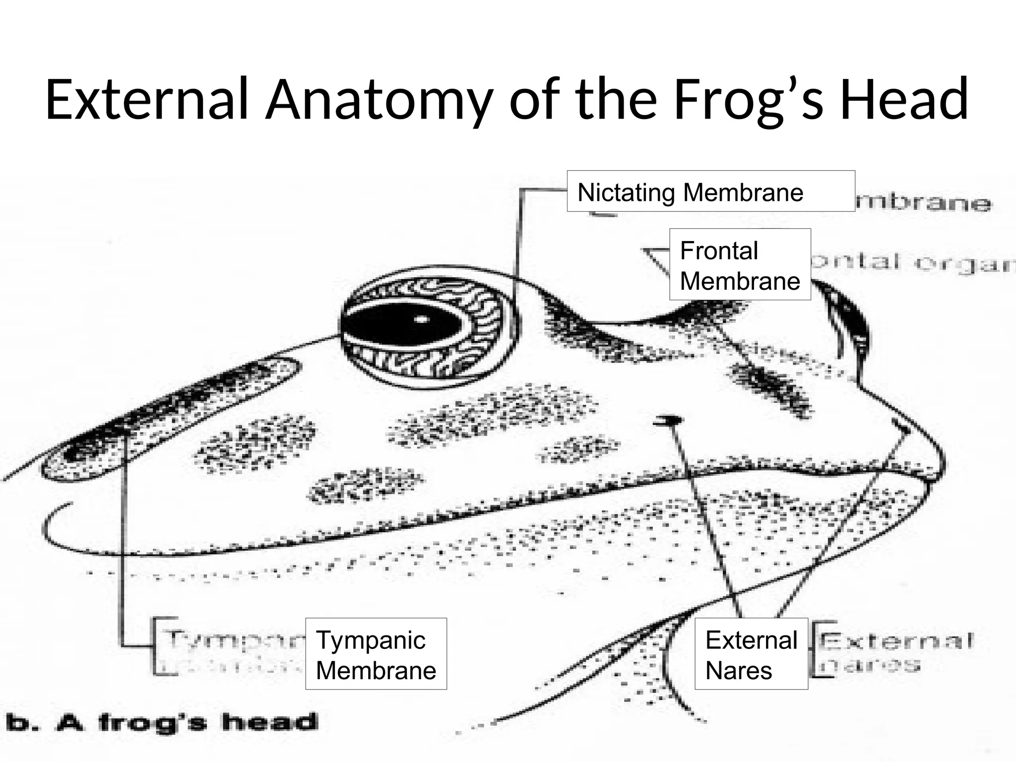 frog body parts and functions.ppt Grade 5 | PPT