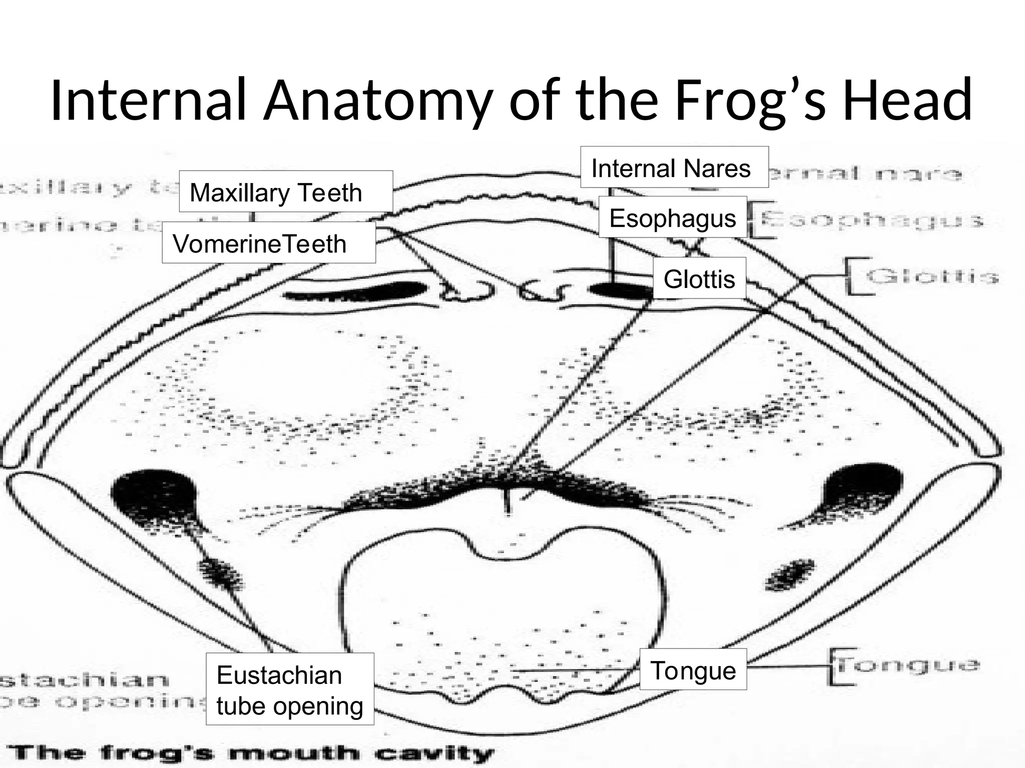 frog body parts and functions.ppt Grade 5 | PPT