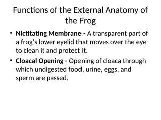 frog body parts and functions.ppt Grade 5 | PPT