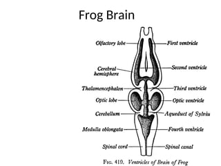 frog body parts and functions.ppt Grade 5 | PPT