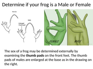 frog body parts and functions.ppt Grade 5 | PPT