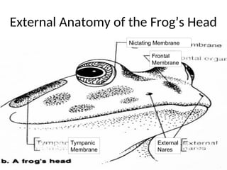 frog body parts and functions.ppt Grade 5 | PPT