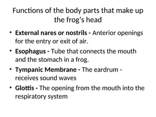 frog body parts and functions.ppt Grade 5 | PPT