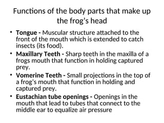 frog body parts and functions.ppt Grade 5 | PPT