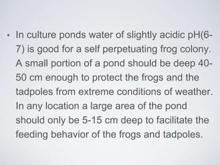 Frog culture | PPT