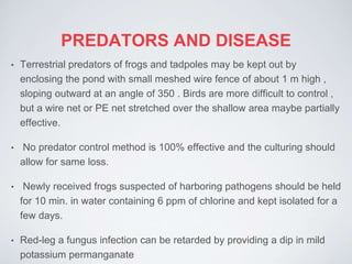 Frog culture | PPT