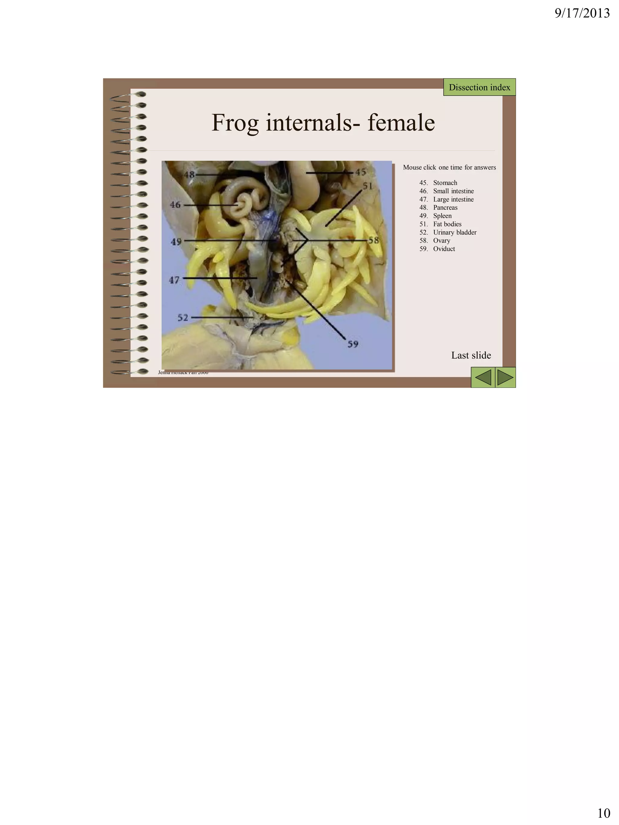 Frogdiss | PDF