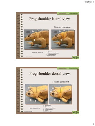 Frogdiss | PDF