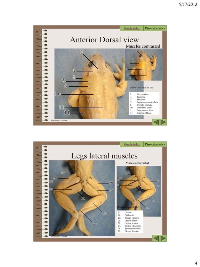 Frogdiss | PDF | Death, Injury, or Military Conflict | Sensitive Topics