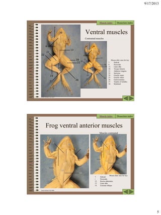 Frogdiss | PDF