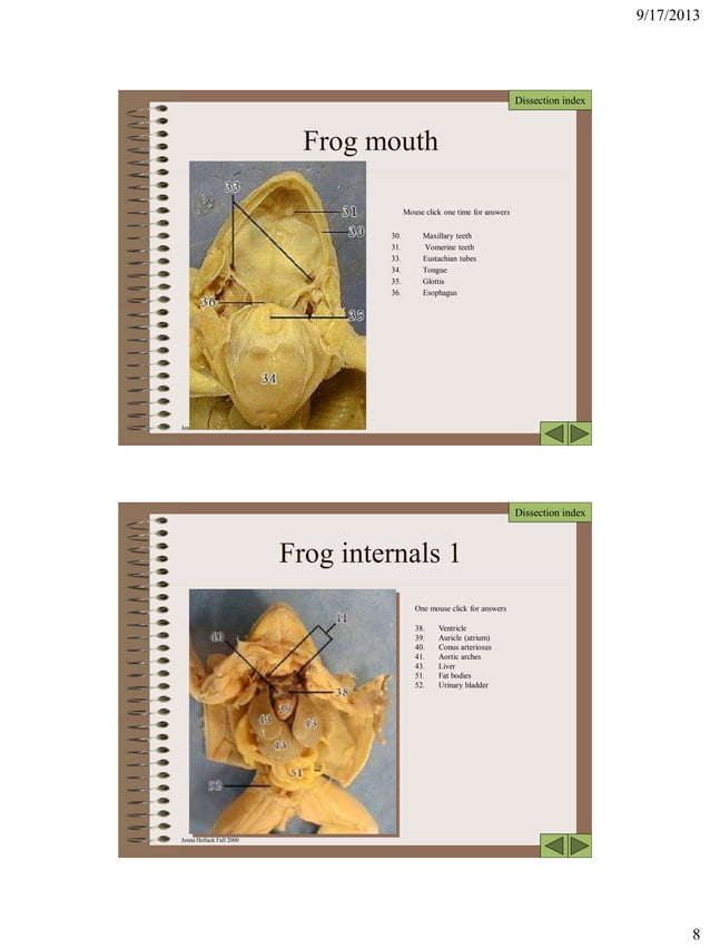 Frogdiss | PDF | Death, Injury, or Military Conflict | Sensitive Topics