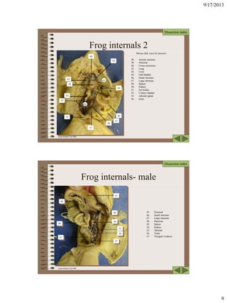 Frogdiss | PDF