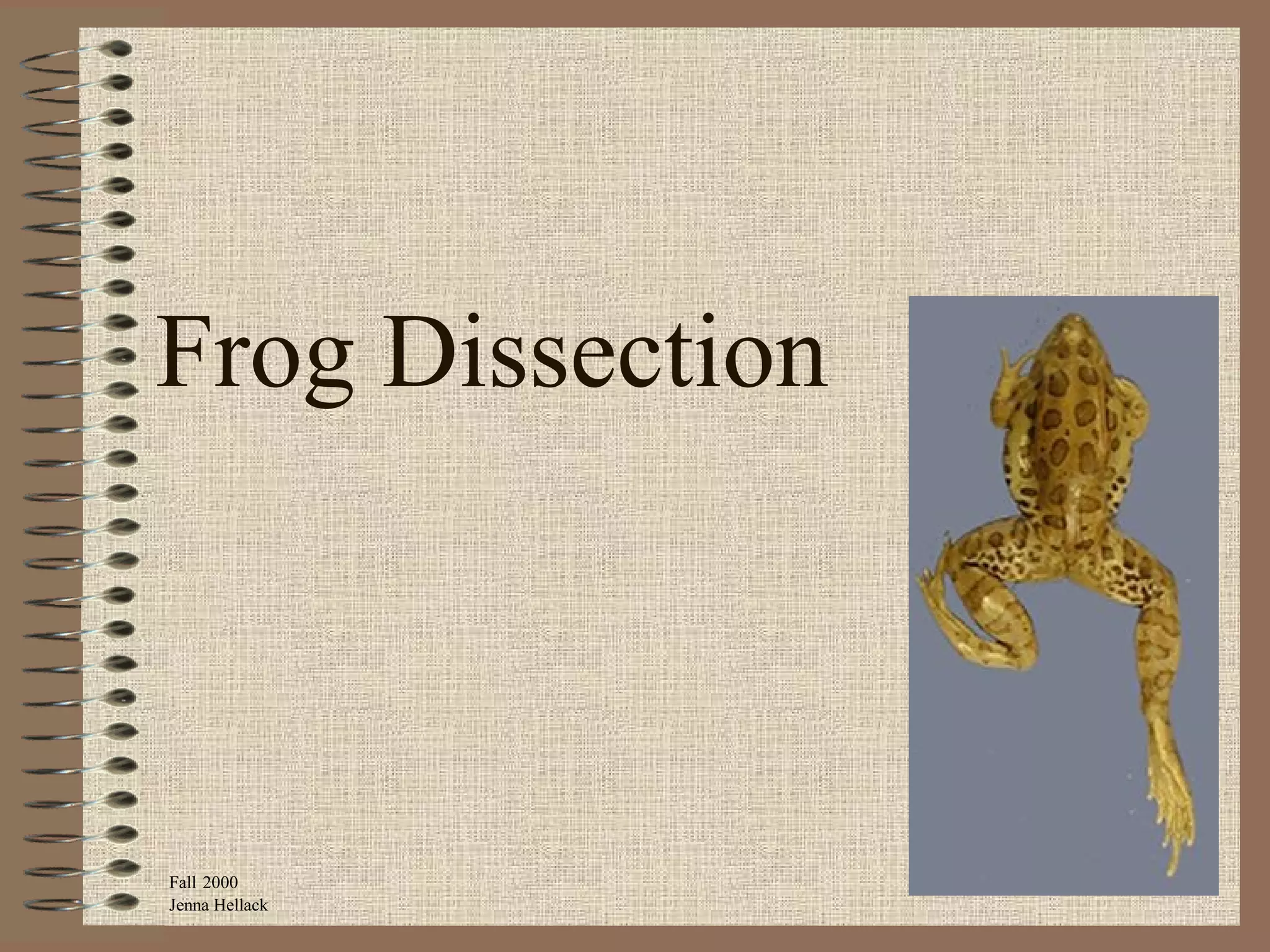 Frog dissecting | PPT