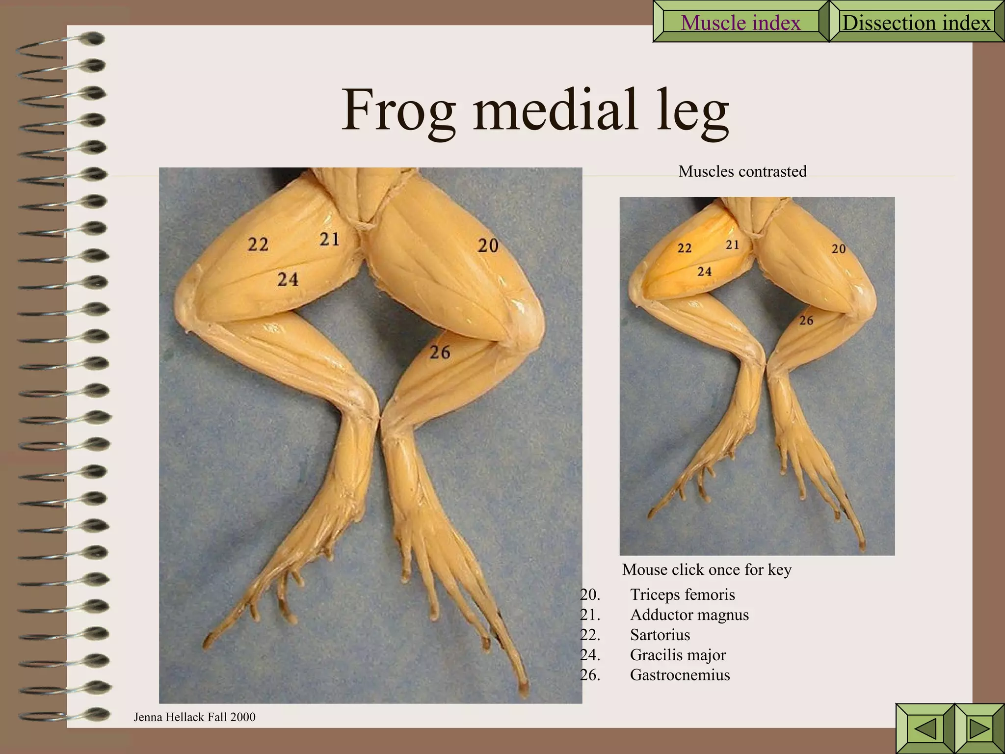 Frog dissecting | PPT