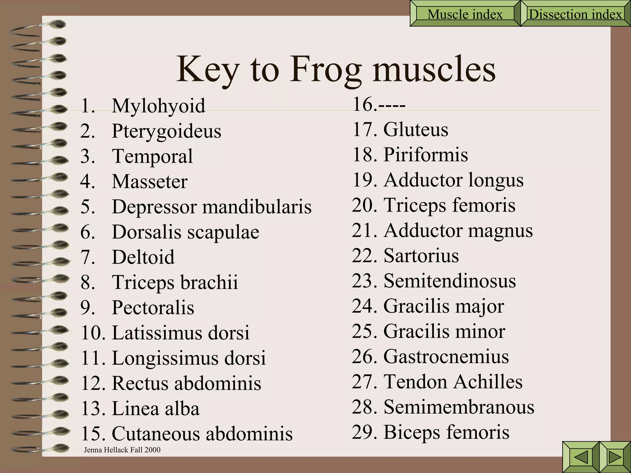 Frog dissecting | PPT