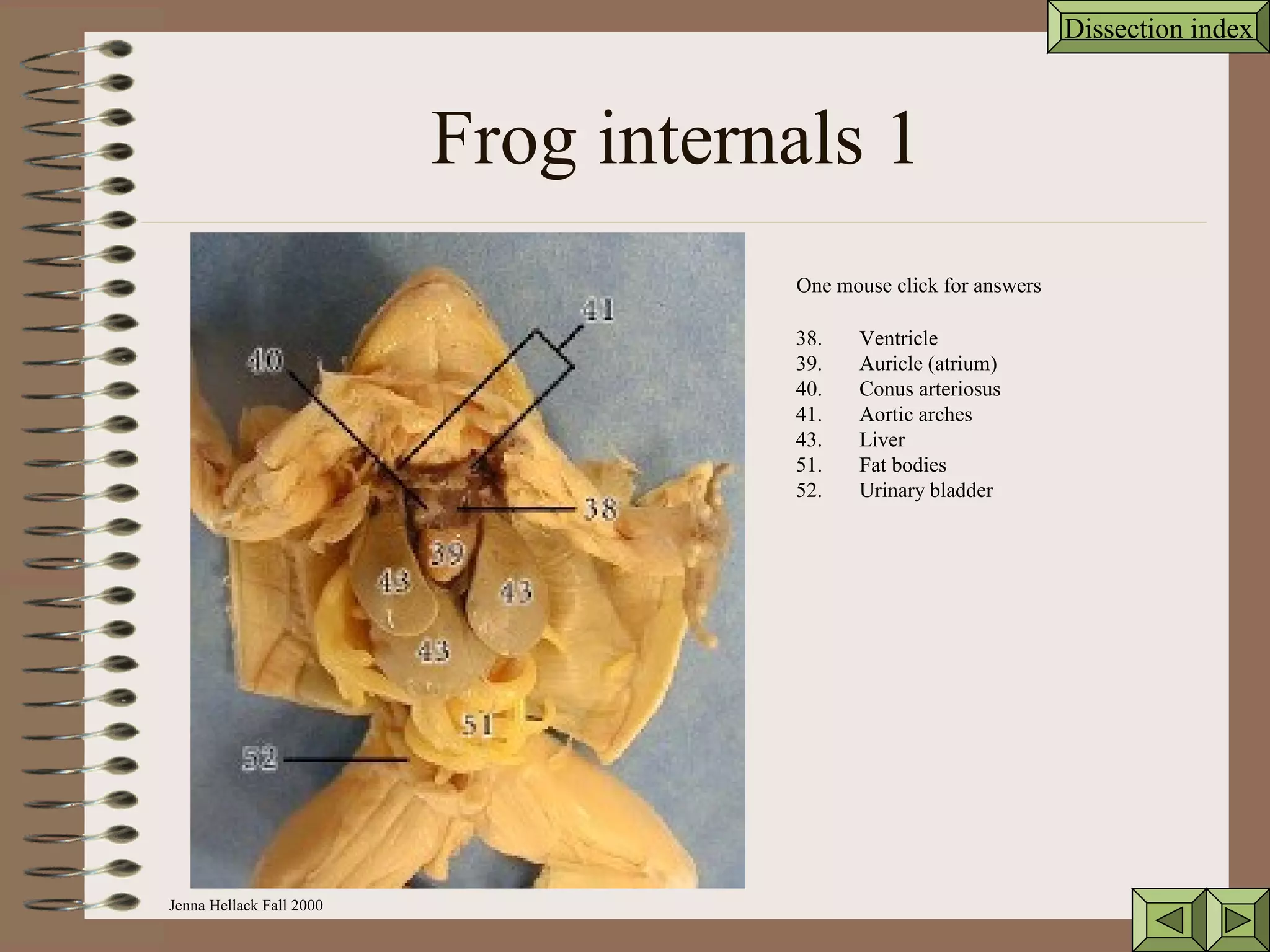 Frog dissecting | PPT | Death, Injury, or Military Conflict | Sensitive ...