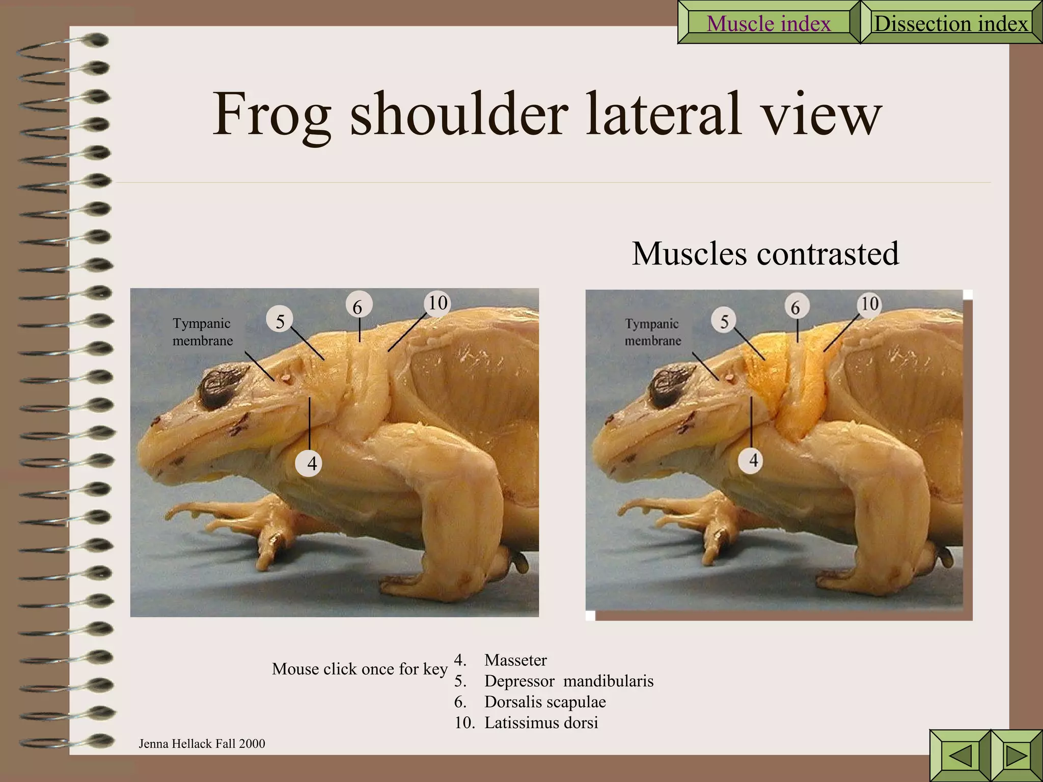 Frog dissecting | PPT