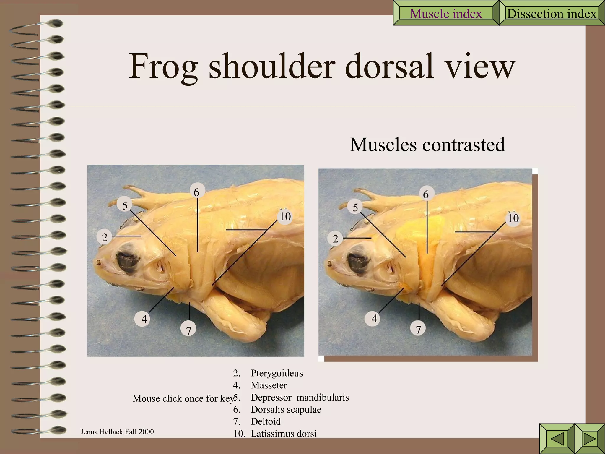 Frog dissecting | PPT