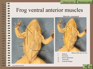 Frog dissecting | PPT