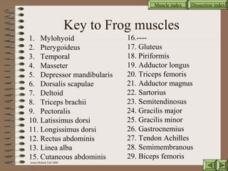 Frog dissecting | PPT