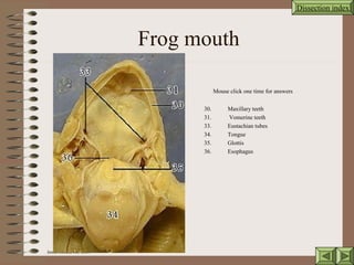 Frog dissecting | PPT