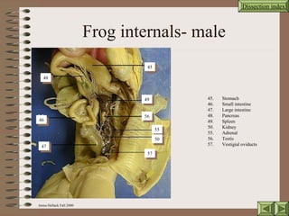 Frog dissecting | PPT