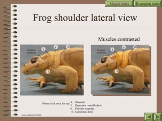 Frog dissecting | PPT