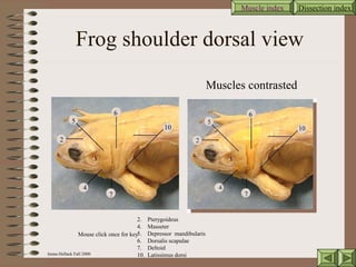 Frog dissecting | PPT