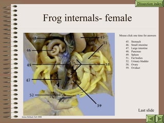 Frog dissecting | PPT
