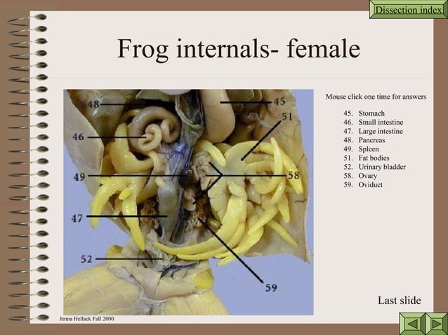 Frog dissecting | PPT