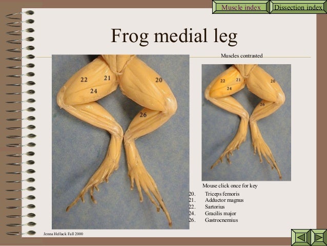 Frog dissecting
