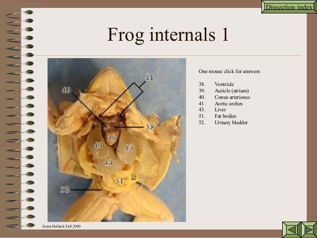Frog dissecting