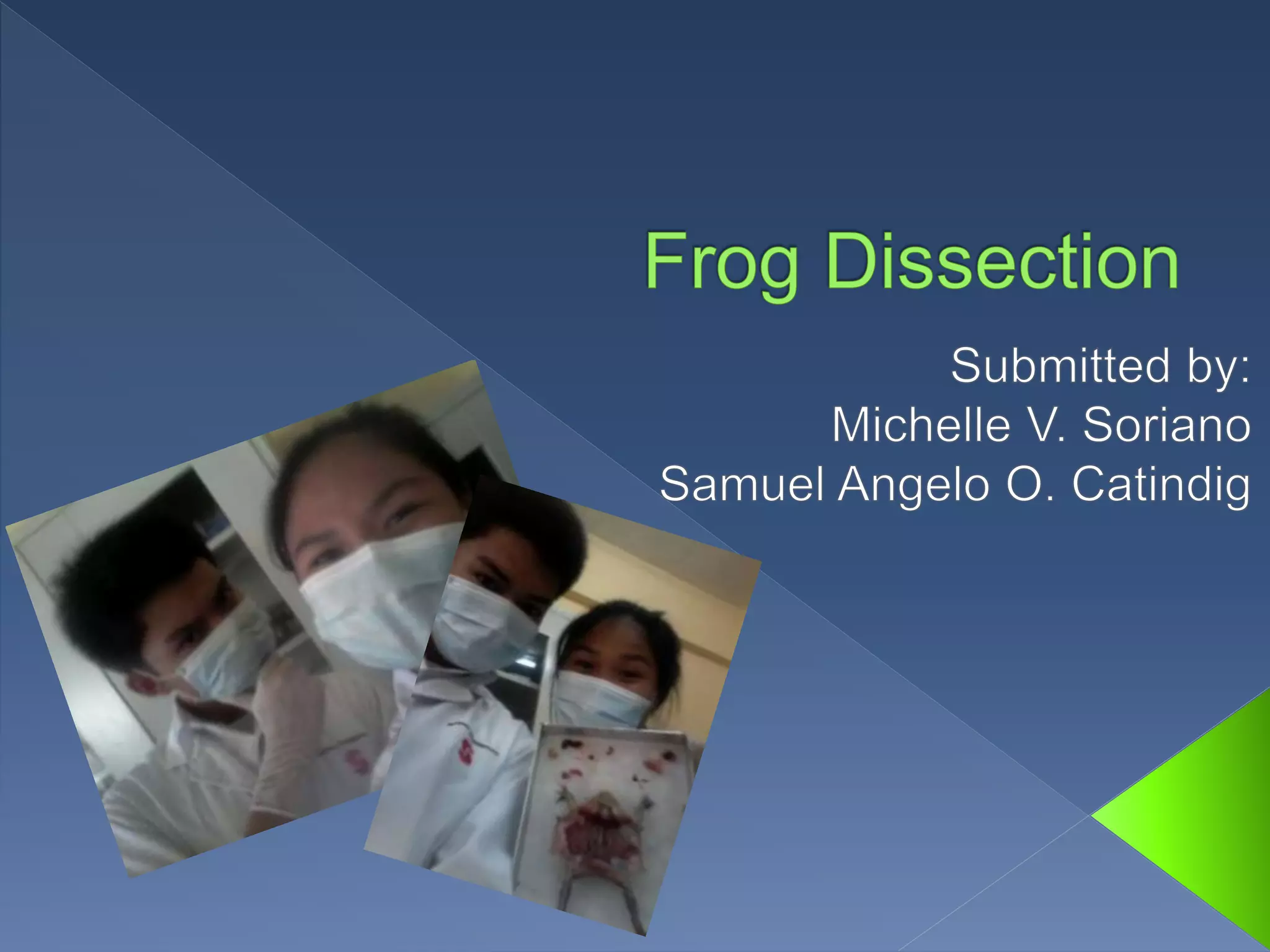 Frog dissection | PPT