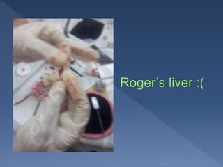 Frog dissection | PPTX