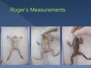 Frog dissection | PPTX