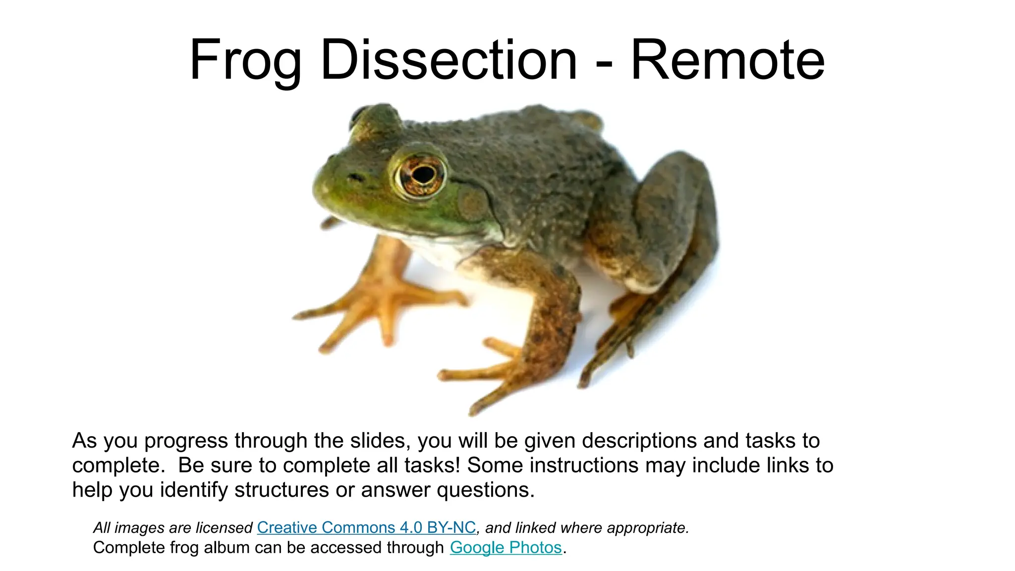 Frog Dissection showing its anatomy and morphology for cbse class 11 ...