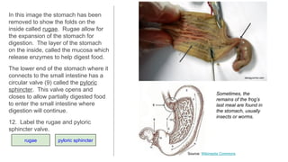 Frog Dissection showing its anatomy and morphology for cbse class 11 ...