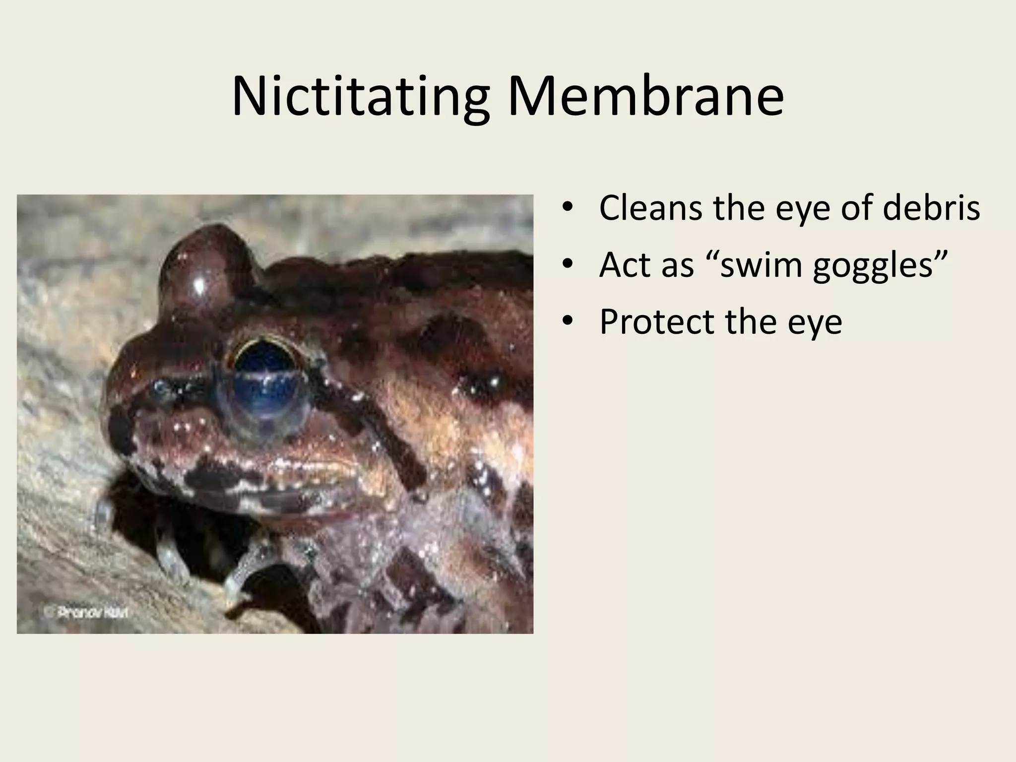 frog dissection 2014.pptx