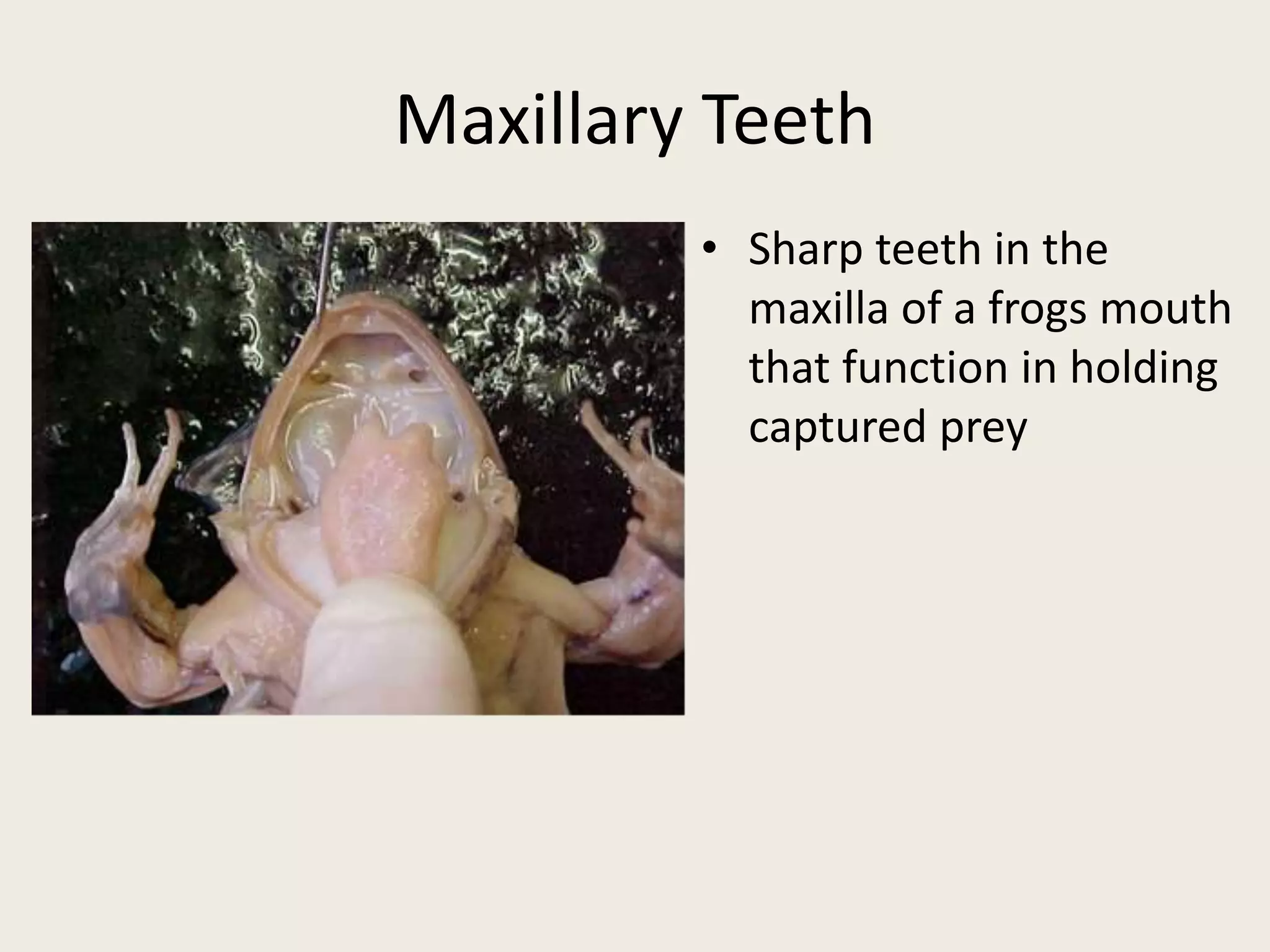 frog dissection 2014.pptx