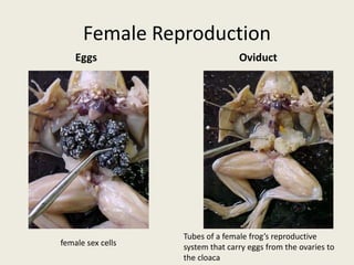 frog dissection 2014.pptx