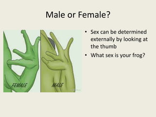 frog dissection 2014.pptx